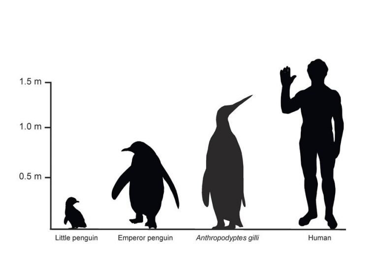 A 40 million year penguin parade