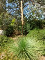 How to grow grass trees from seed - Ecobits Australia